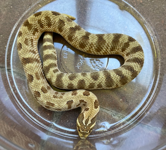 Arctic Anaconda 66% PPA Western Hognose by Designer Morphs (John Berry)