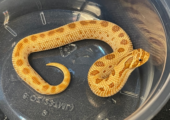 Anaconda Het Lavender, P/het Albino Western Hognose by Designer Morphs ...