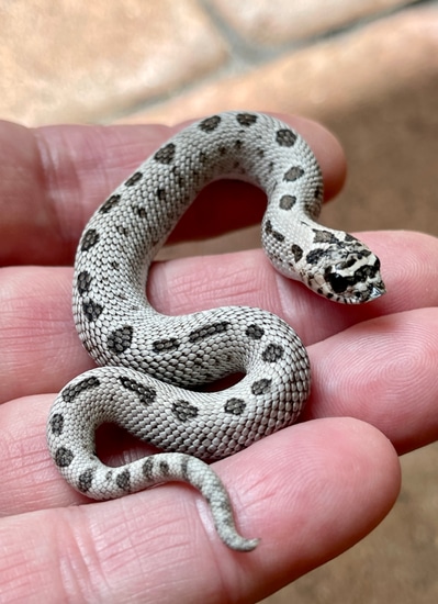 Super Arctic Conda 66% Het PPA Western Hognose by Designer Morphs (John ...