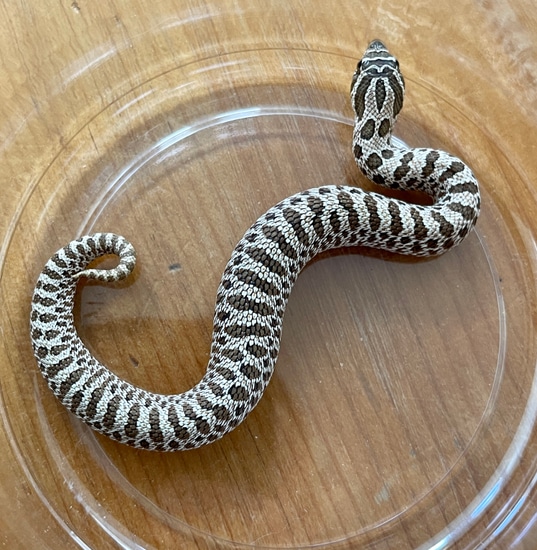 Arctic 66% Het Pink Pastel Albino Western Hognose by Designer Morphs ...