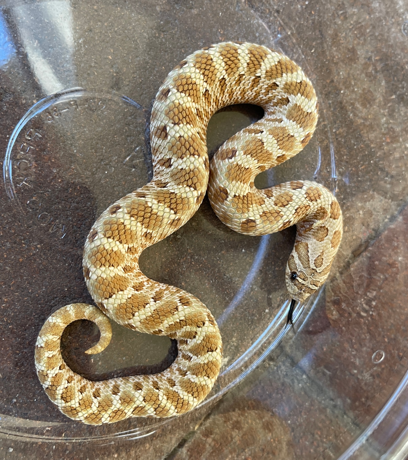 Het Sable, P/ Het Lavender, Axanthic & Albino Western Hognose by ...