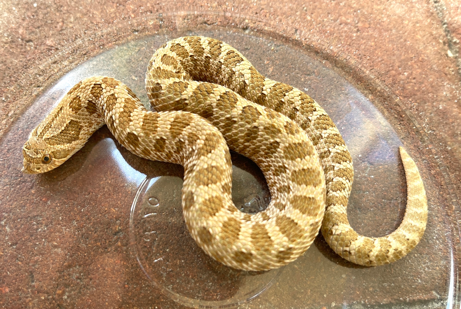 100% D/het Mercury Western Hognose by Designer Morphs - MorphMarket