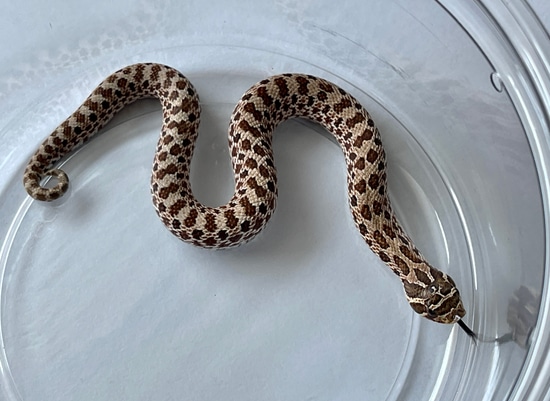 D/het PPA Snow Female Western Hognose by Designer Morphs