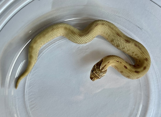 Reduced Conda Het Lavender Western Hognose by Designer Morphs (John Berry)