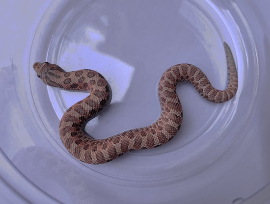 Pair - Purple Line Lavender Conda Western Hognose by Designer Morphs