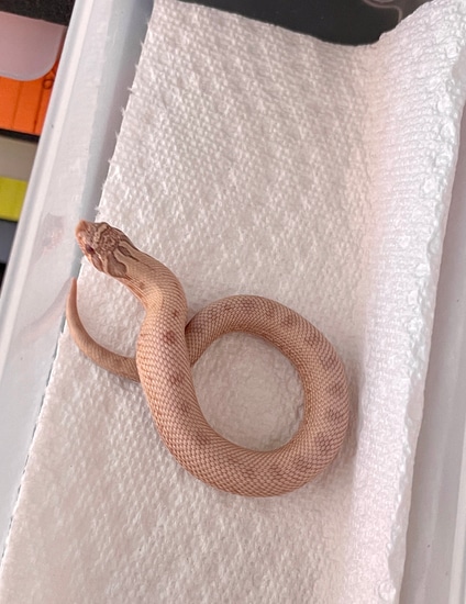 Purple Line Lavender Conda Western Hognose by Designer Morphs (John Berry)