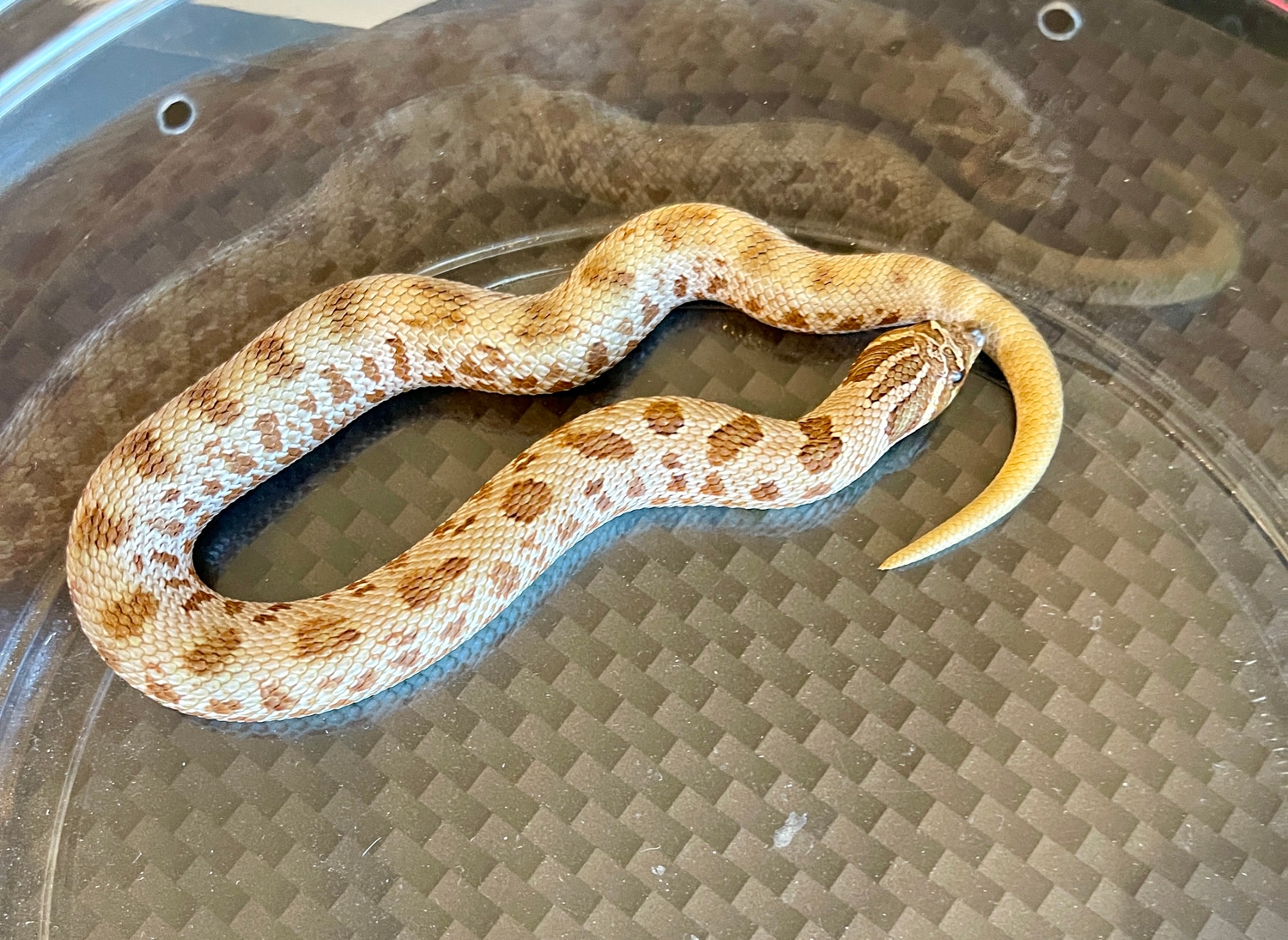 Designer Morphs's Collection - MorphMarket