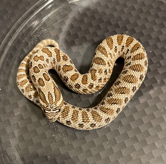 Arctic 100% Het Electric Western Hognose by Designer Morphs (John Berry)