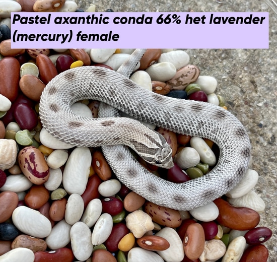 Pair Pastel Axanthic Conda 66% Mercury Western Hognose by Designer ...