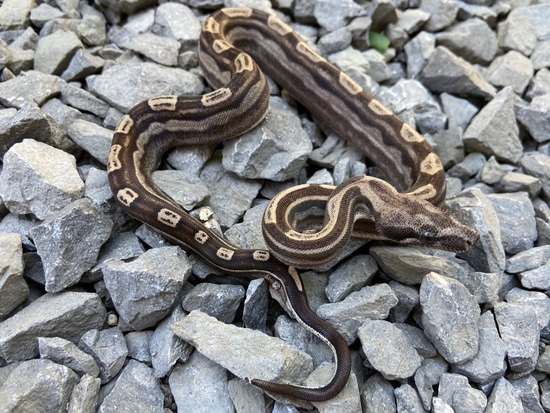 Motley Arabesque 66% Het Kahl Albino Boa Constrictor by Superior Boas