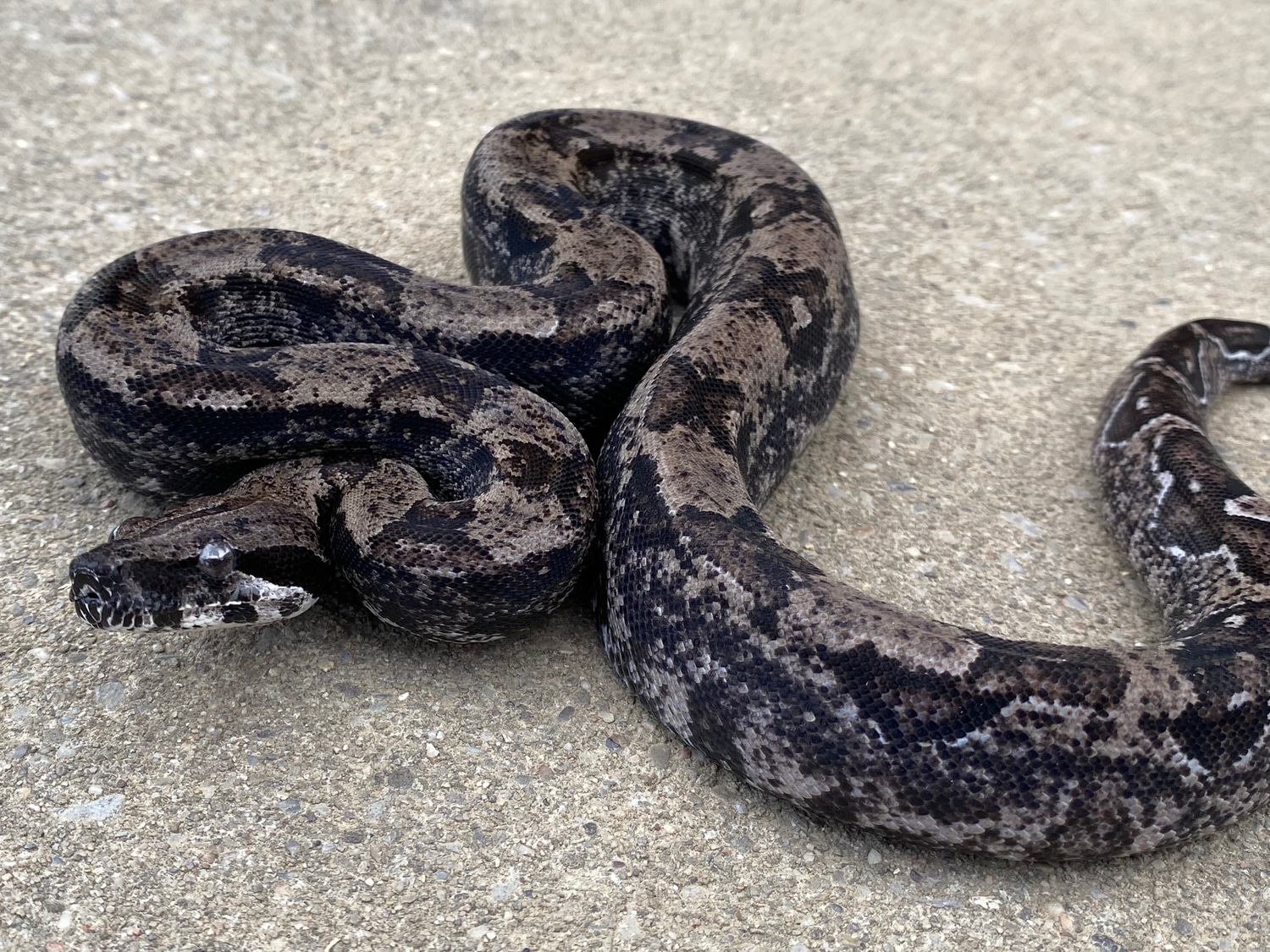 Ghost IMG 100% Het Kahl Albino Boa Constrictor by Superior Boas ...