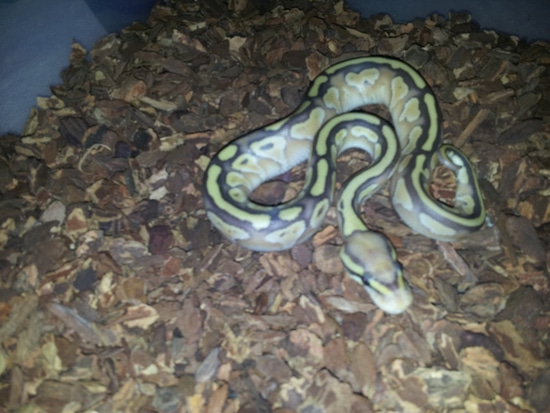 Banana Lesser Ball Python by John Burr