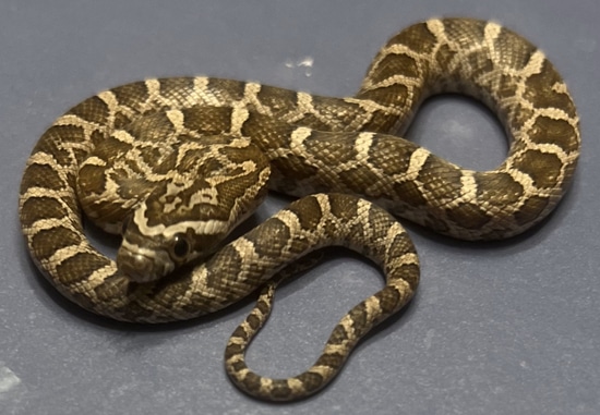 Pair Of Terlingua Texas Locale Specific Emoryi Rats Snakes (Great ...