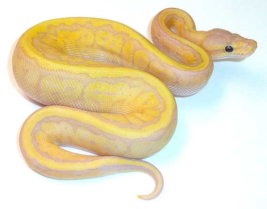 Banana Blast Ball Python by Cherry Reptiles