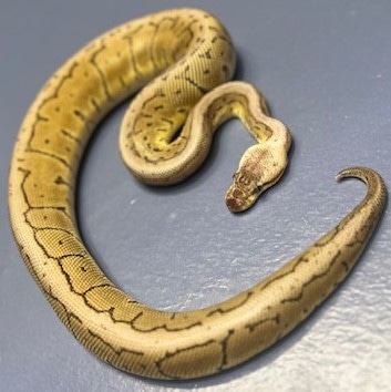 Lori Pinstripe Ball Python by Cherry Reptiles