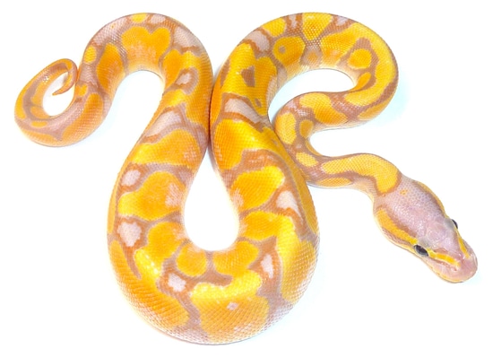 Enchi Pewter Banana Ball Python by Cherry Reptiles