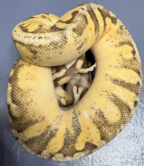 Super Pastel Calico Ball Python by Cherry Reptiles