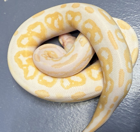 Albino Black Pastel Ball Python by Cherry Reptiles