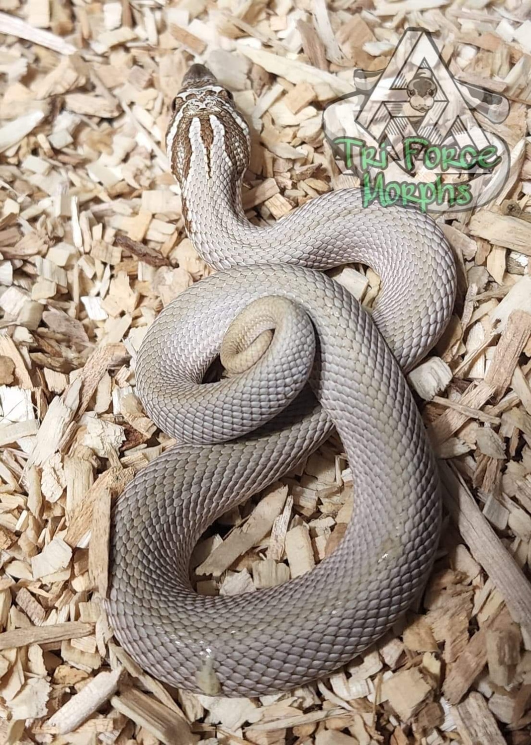 Super Conda Artic Western Hognose by Tri Force Morphs - MorphMarket