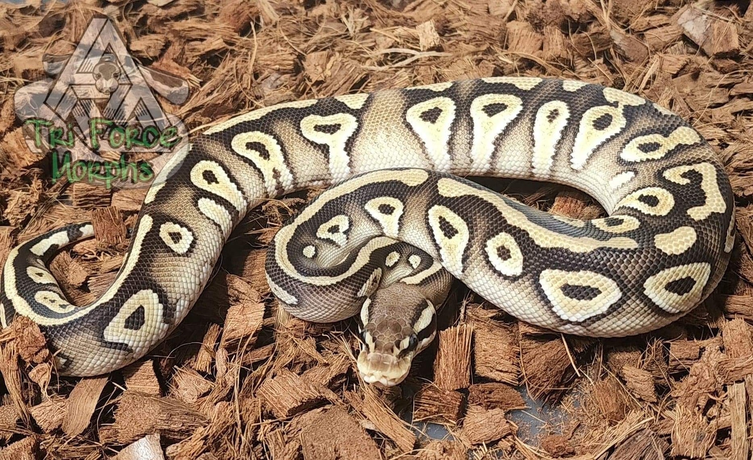 Pastave 100% Het Clown 50% Het Hypo Possible Chocolate Ball Python by Tri Force Morphs - MorphMarket