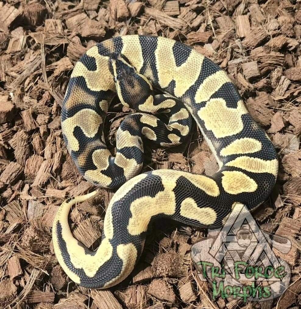 Orange Dream Citron Yellow Belly 100% Het Pied Ball Python by Tri Force Morphs - MorphMarket