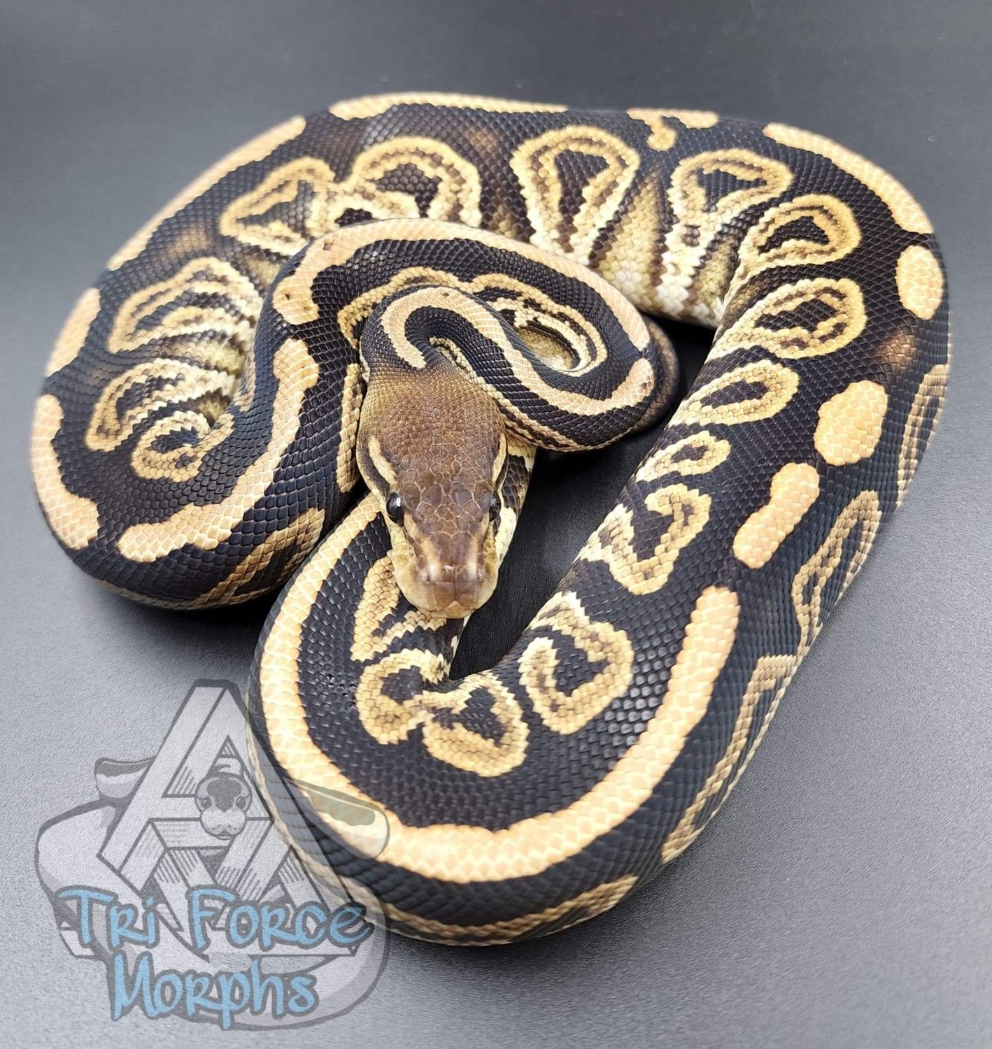 Black Pastel Cypress 50% Het Ghost Ball Python by Tri Force Morphs ...