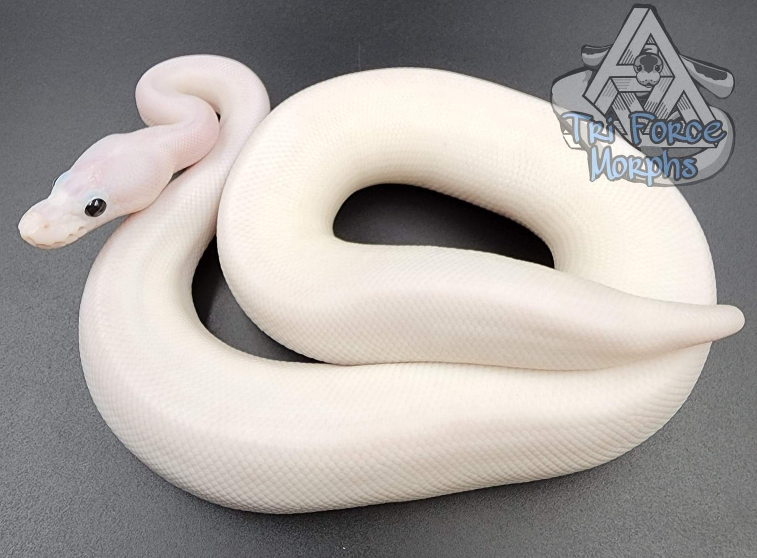 Grey Matter Or 8 Matter Poss Lesser/poss Pied Ball Python by Tri Force ...