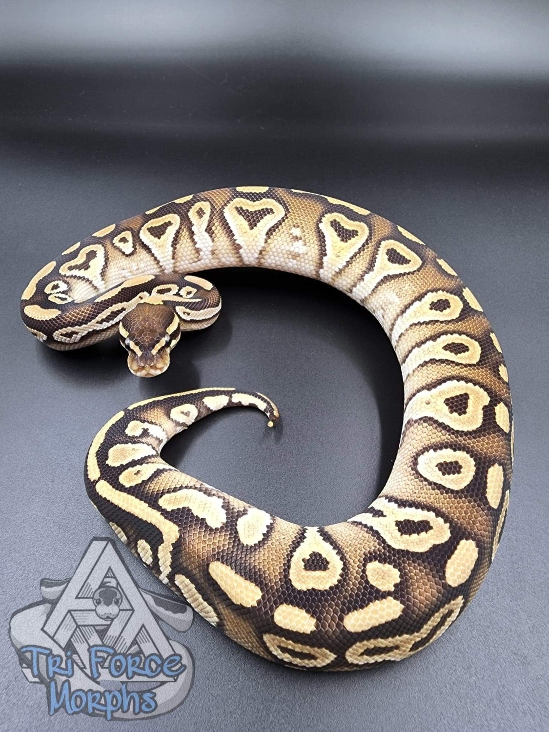 Mojave Poss Chocolate 100% Het Clown 50% Het Ghost Ball Python by Tri ...