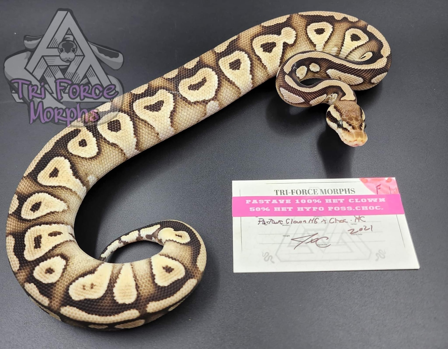 Pastave 100% Het Clown 50% Het Ghost Ball Python by Tri Force Morphs - MorphMarket