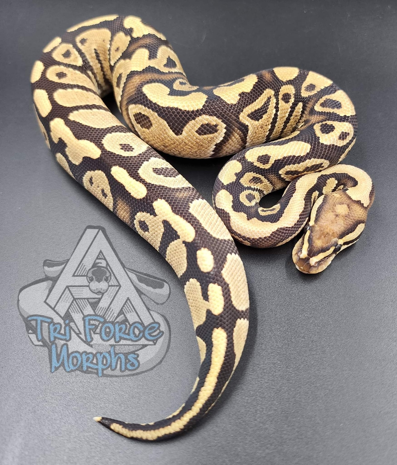 Fire Yellow Belly 100% Het Clown Poss Het Ghost Ball Python by Tri ...