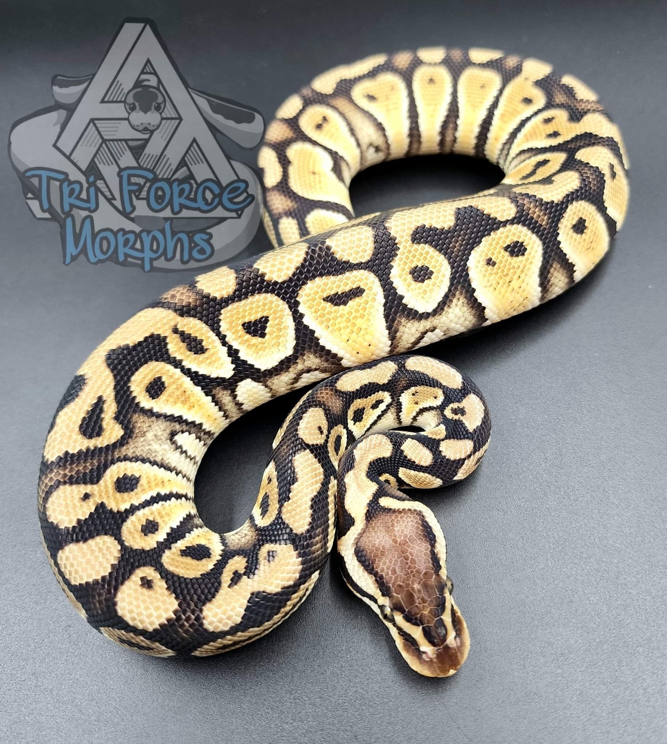 Pastel 100% Dbl Het Desert Ghost/Clown Ball Python by Tri Force Morphs ...