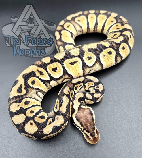 Pastel 100% Dbl Het Desert Ghost/Clown Ball Python by Tri Force Morphs