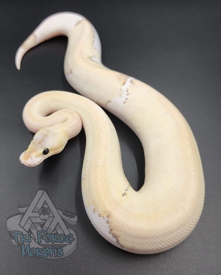 Pastel Black Pastel Champagne Vanilla Cream Or Super Vanilla 100% Het ...