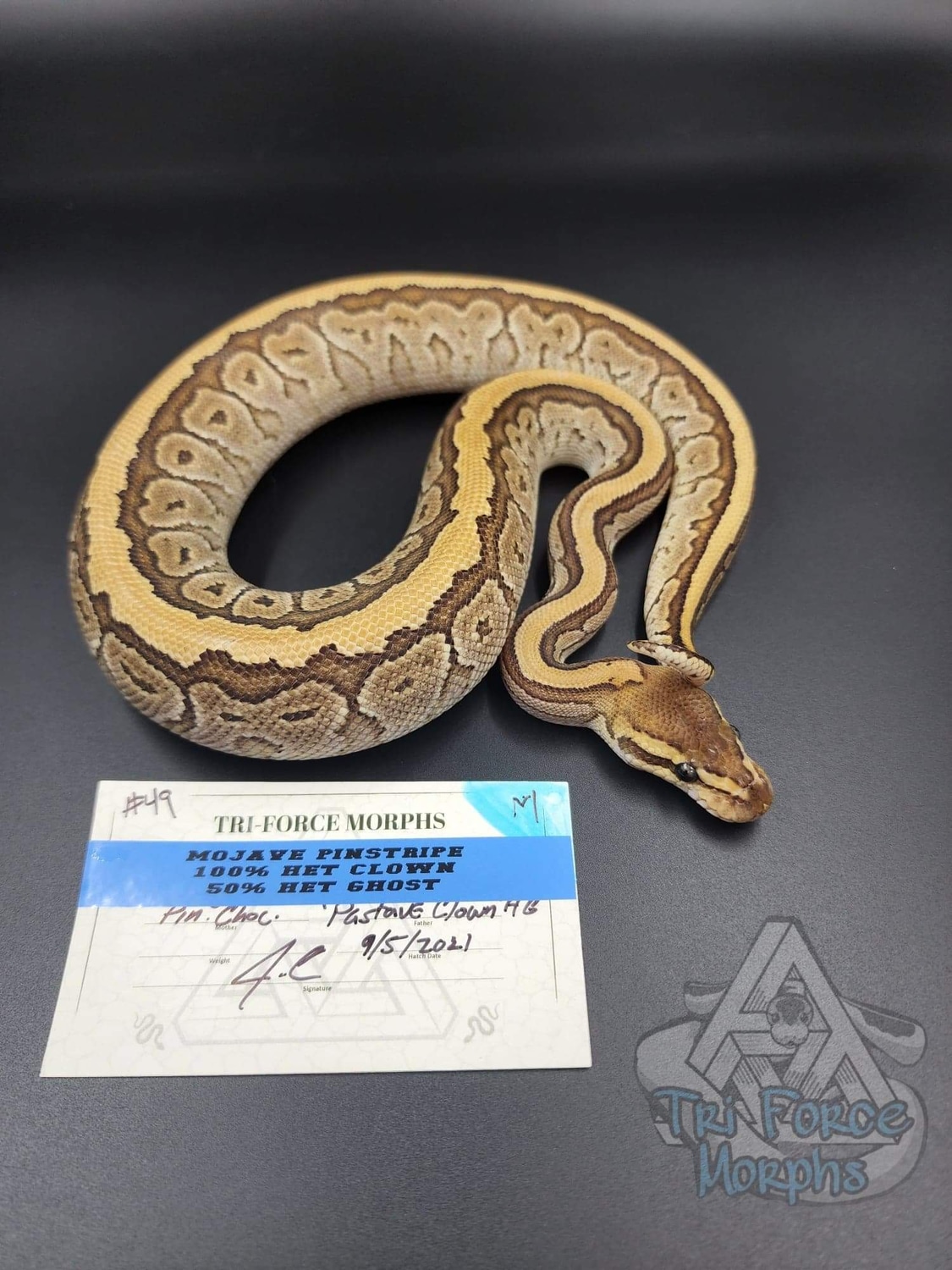 Mojave Pinstripe 100% Het Clown 50% Het Ghost Ball Python by Tri Force ...