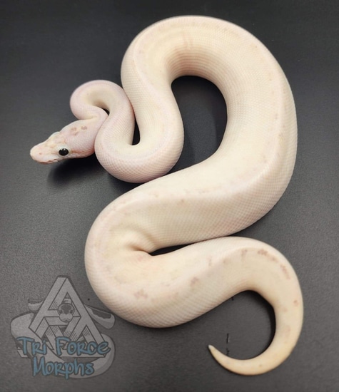 Pastel Leopard Spider Puma Poss Fire/Orange Dream Ball Python by Tri ...