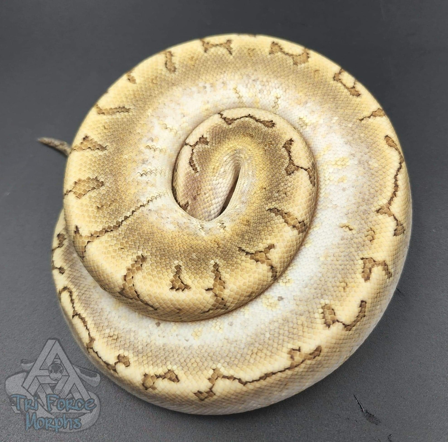 Bamboo Pinstripe Enchi Ball Python by Tri Force Morphs - MorphMarket