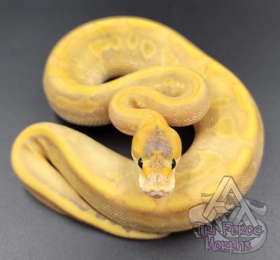 Enchi Champagne Ghost Poss Vanilla Ball Python by Tri Force Morphs