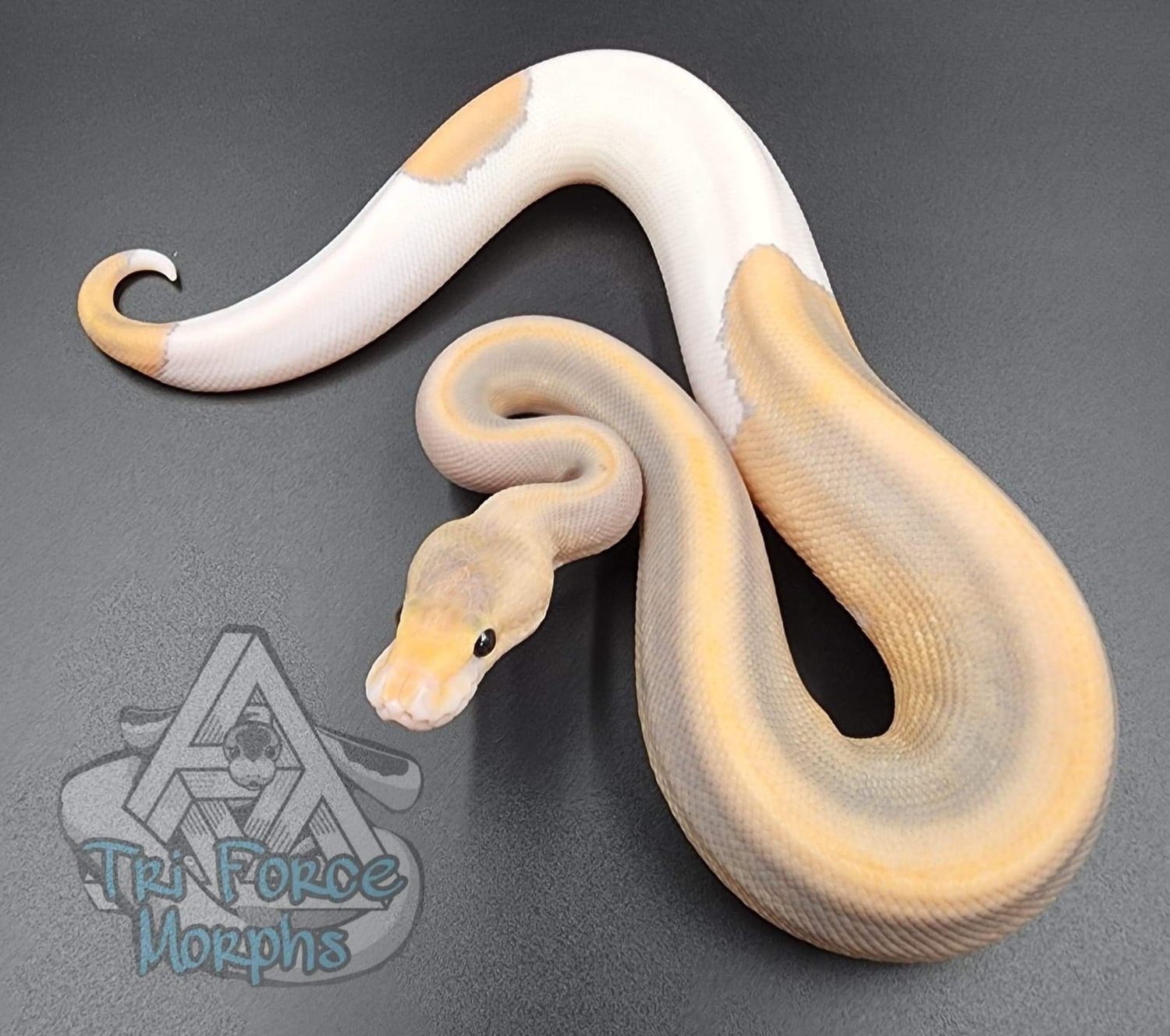 Black Pastel Champagne Ghost Poss Vanilla Ball Python by Tri Force ...