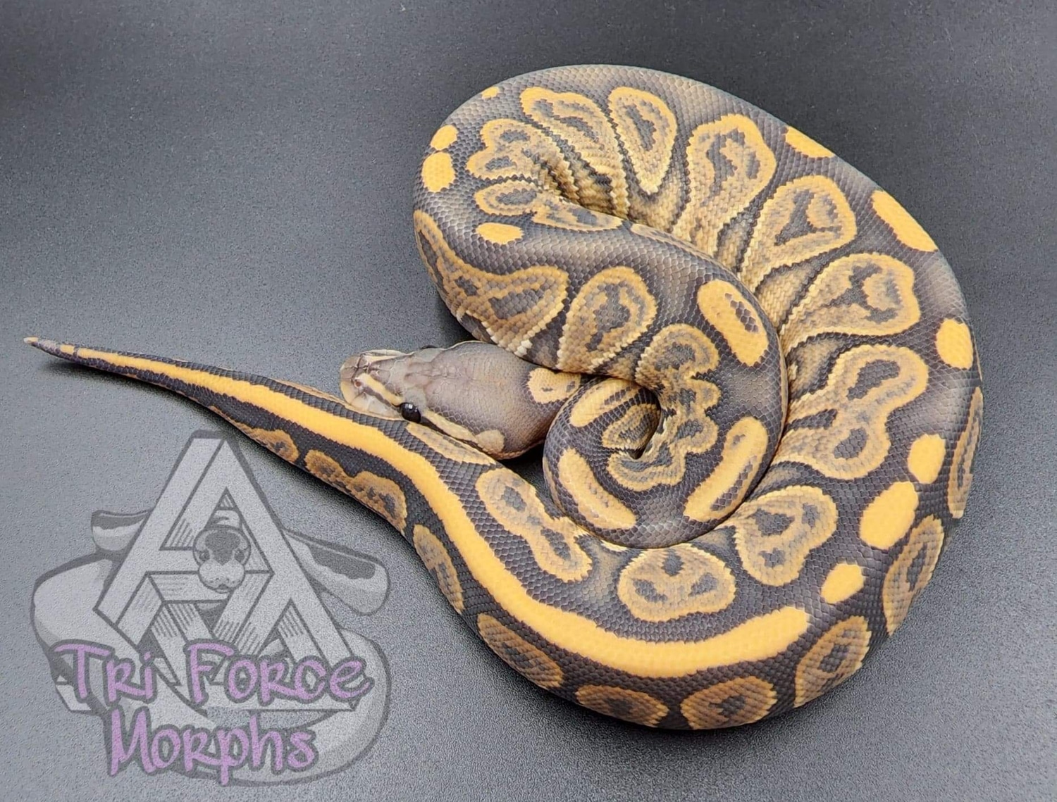Black Pastel Ghost Ball Python by Tri Force Morphs - MorphMarket