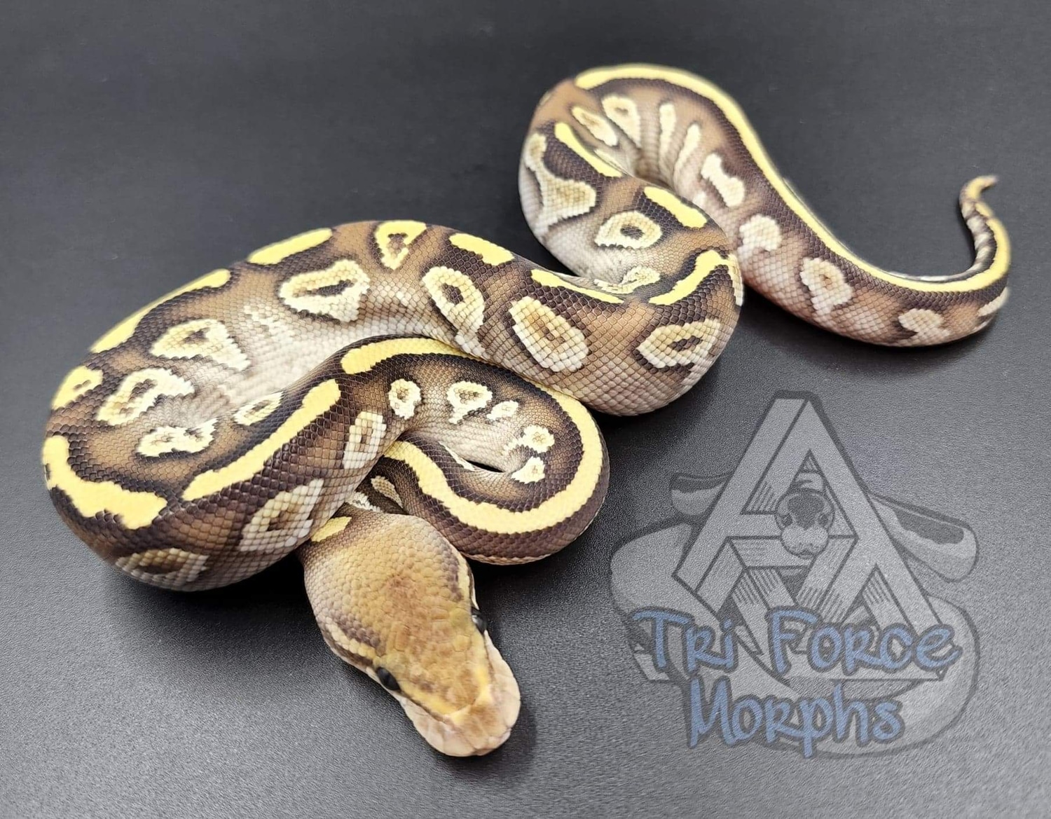 Cypress Butter Yellow Belly Orange Dream Ball Python by Tri Force ...