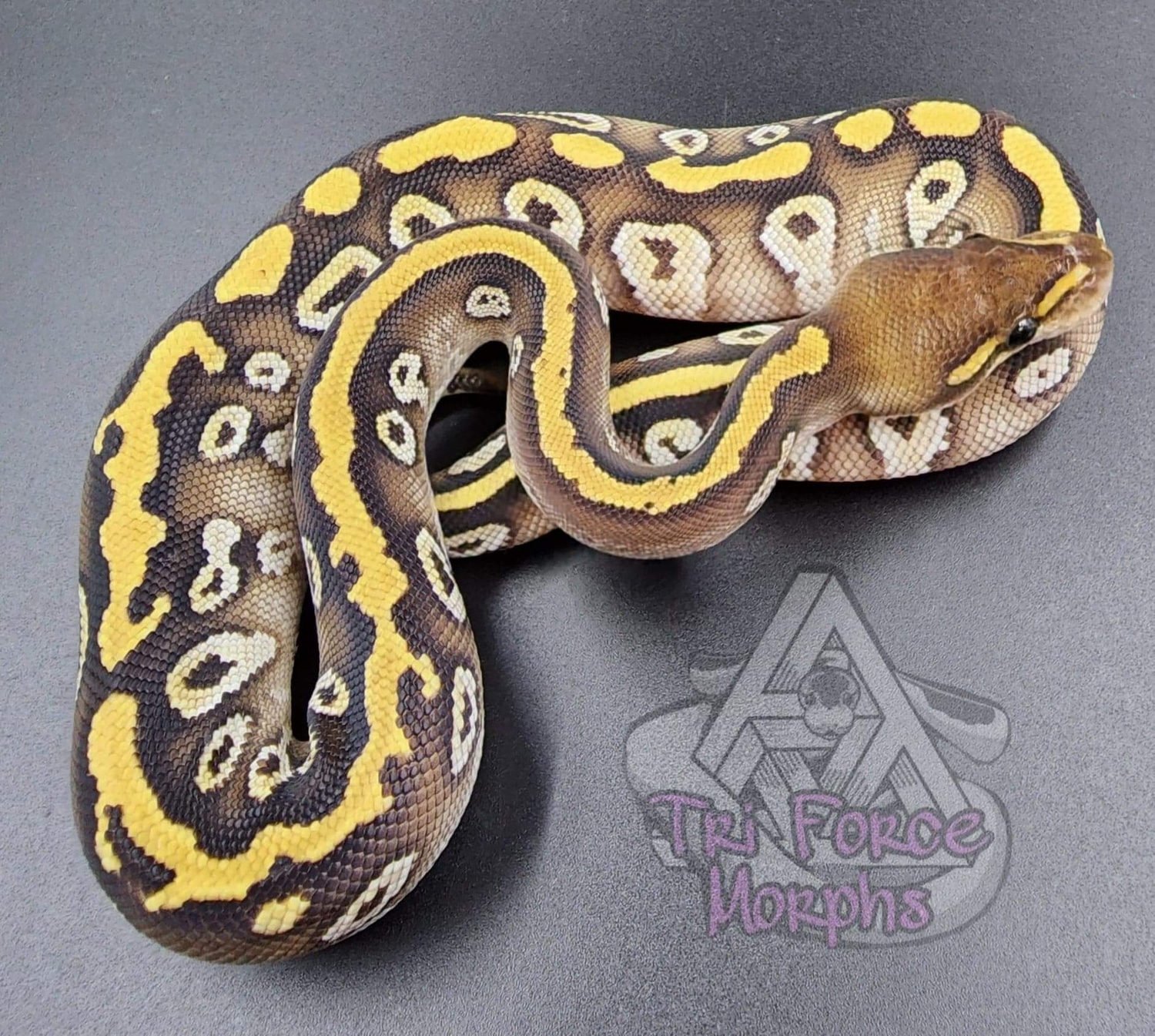 Cypress Phantom Yellow Belly Ball Python by Tri Force Morphs - MorphMarket