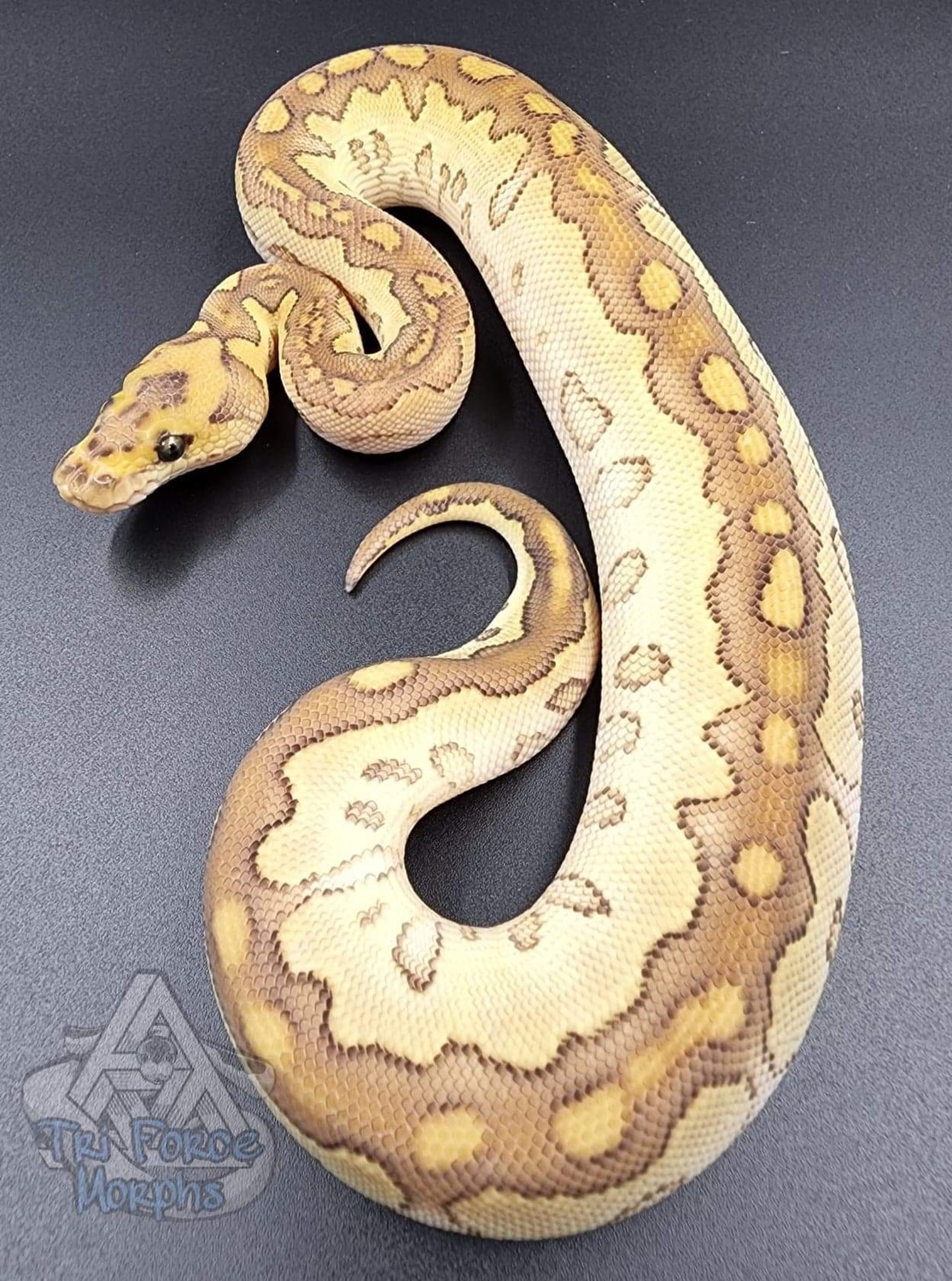 Butter Yellow Belly Clown Ball Python by Tri Force Morphs - MorphMarket