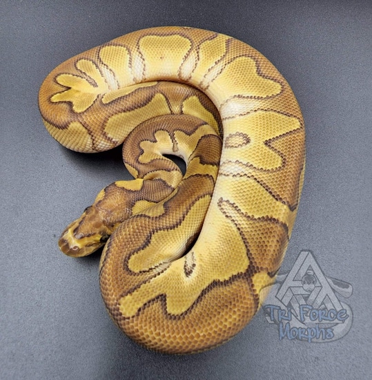 Mojave Enchi Clown Pos Ball Python by Tri Force Morphs