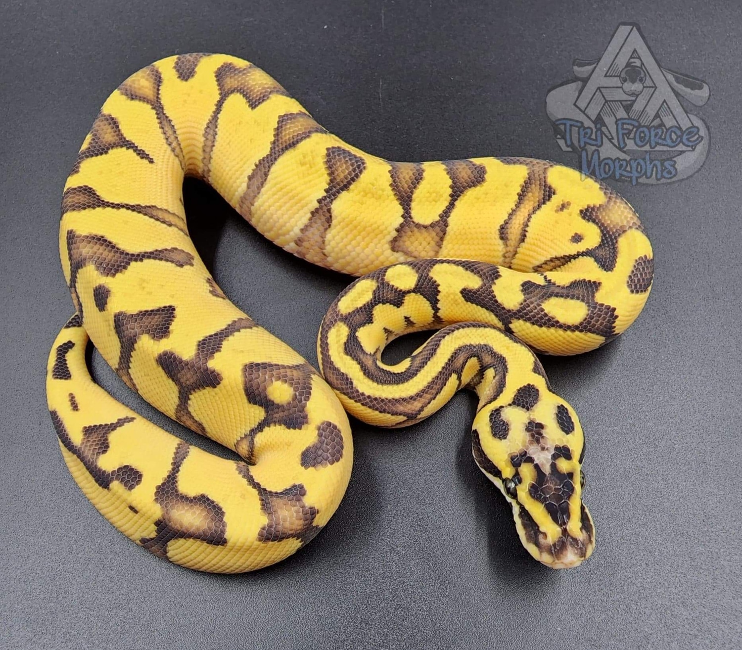 Pastel Vanilla Super Enchi Yellow Belly Ghost Ball Python by Tri Force ...