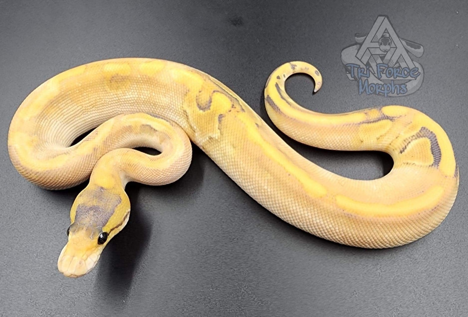 Enchi Champagne Ghost Poss Vanilla/Super Enchi/Yellow Belly Paradox ...