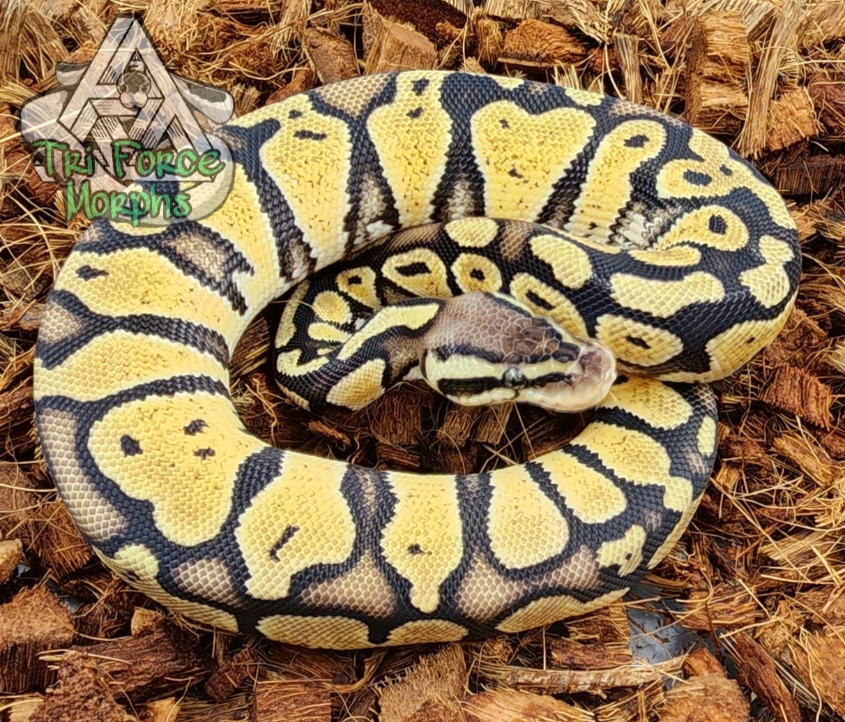 Pastel Yellow Belly 100% Het Clown 50% Het Ghost Ball Python by Tri Force Morphs - MorphMarket