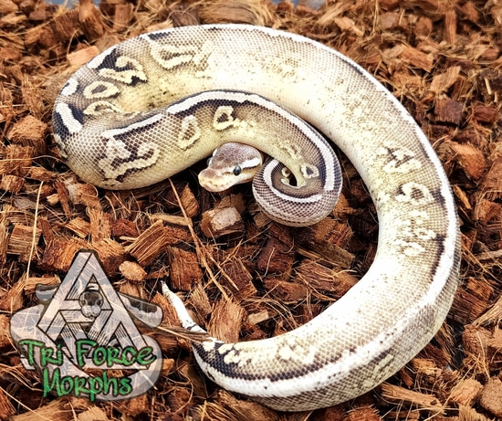 Pewter Leopard Yellow Belly Poss Lace Ball Python by Tri Force Morphs