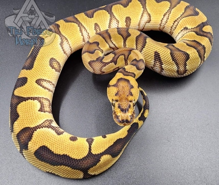 Tri Force Morphs - MorphMarket