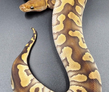 Tri Force Morphs - MorphMarket