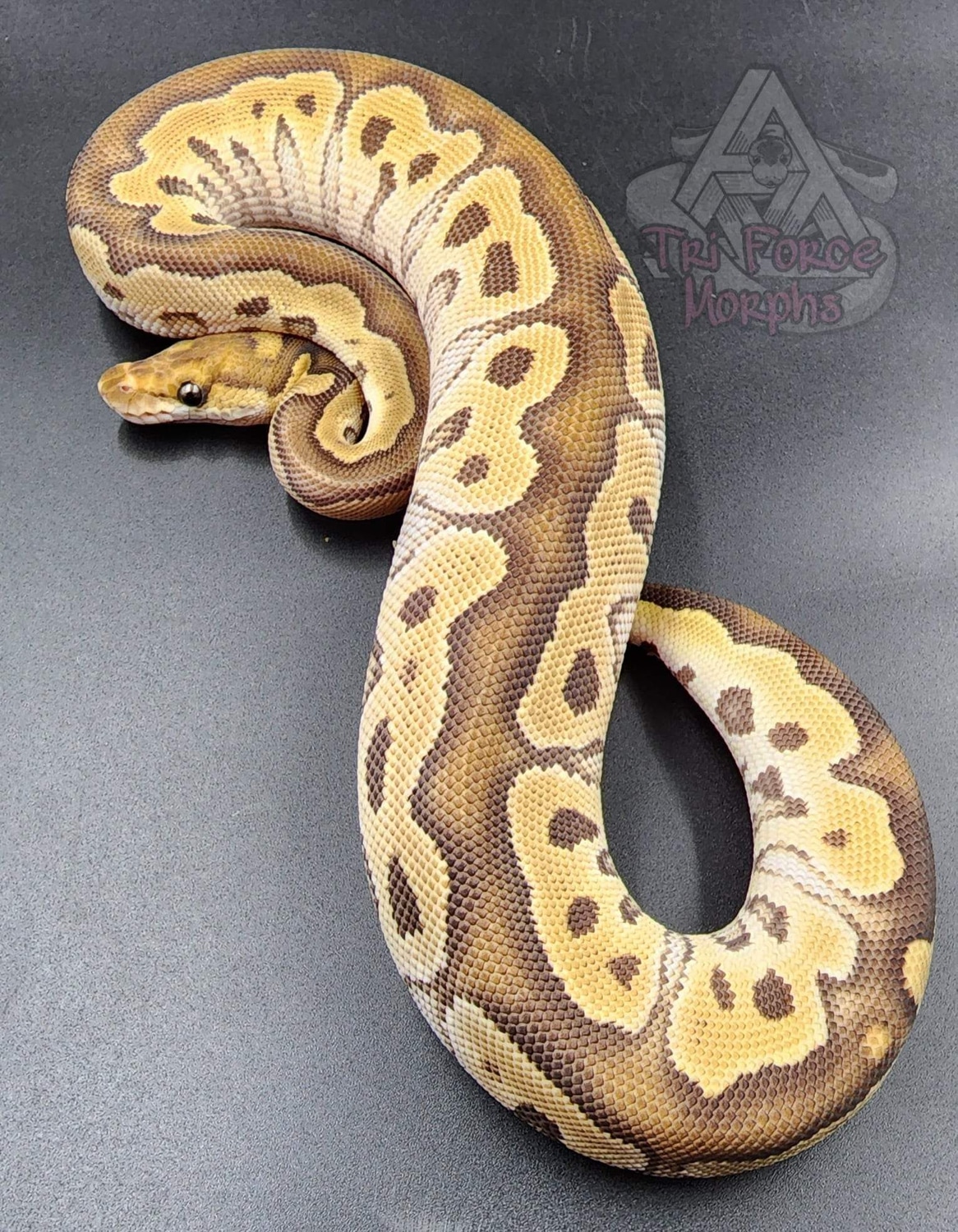 Mojave Clown 50% Het Ghost Ball Python by Tri Force Morphs - MorphMarket